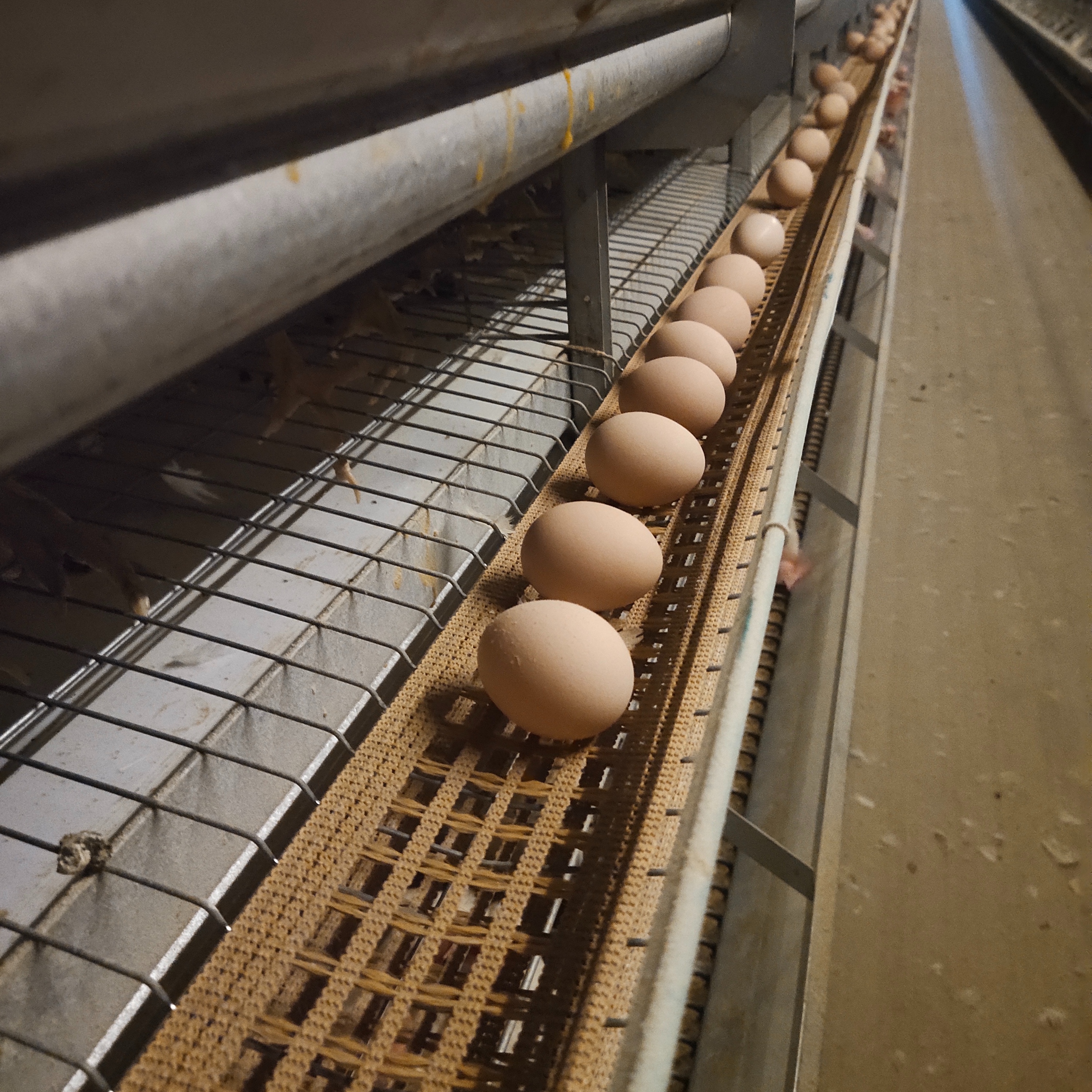 High Quality Egg Picking System For Poultry Chicken House Egg ...