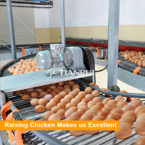 Automatic Poultry Equipment Used In Chicken Farms, High Quality ...