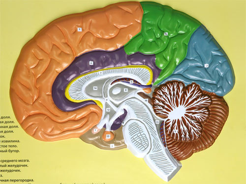 Human Brain Lobes, Bas Relief Model (b), High Quality Human Brain Lobes ...