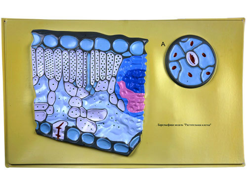 Leaf Cell Structure, High Quality Leaf Cell Structure on Bossgoo.com