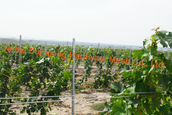 Open Gable Trellis System For Vineyard, High Quality Open Gable Trellis ...