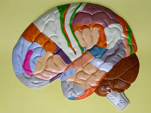 Human Brain Lobes, Bas Relief Model (e), High Quality Human Brain Lobes ...