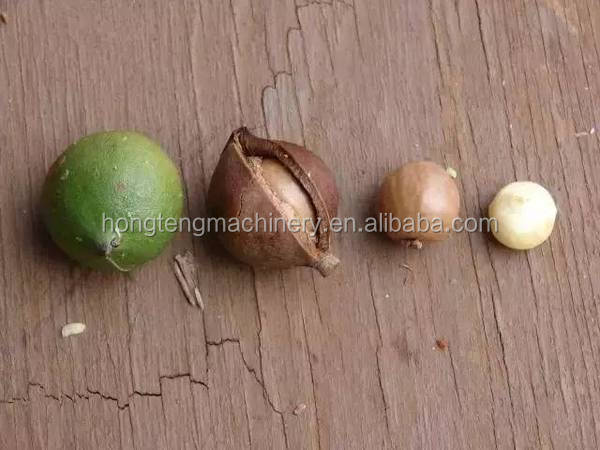 Macadamia Nut Shelling Machine: Efficiently Crack And Shell Macadamia ...