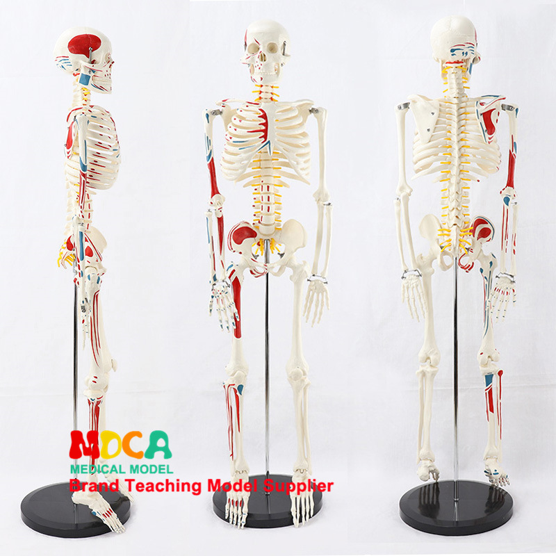 85cm Full Size Human Anatomical Anatomy Skeleton Model Pillar Type ...