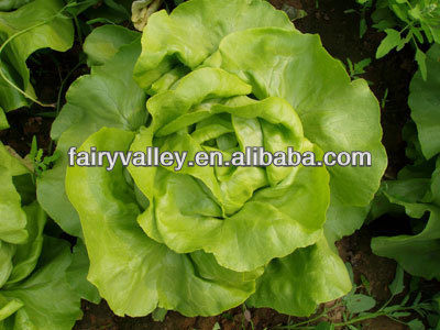 Green Iceberg Lettuce Seeds For Growing High Germination-leaves Lettuce ...