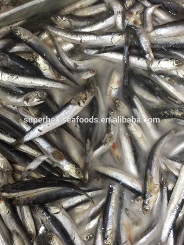 Frozen Anchovy, High Quality Frozen Anchovy on Bossgoo.com