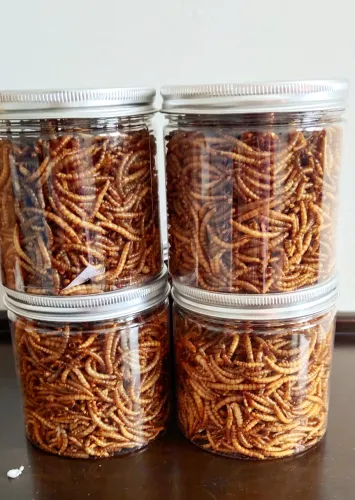 Tenebrio Molitor Which Contains High Protein, High Quality Tenebrio ...