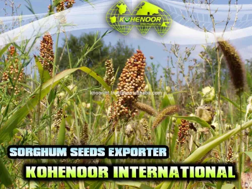Sorghum Seeds, High Quality Sorghum Seeds on Bossgoo.com