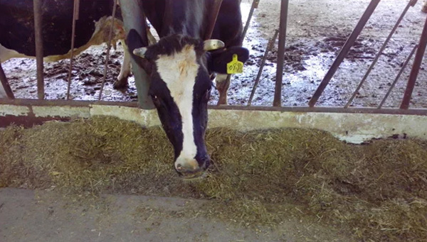 Cow Head-lock Equipment For Efficient Dairy Farm Management, High ...