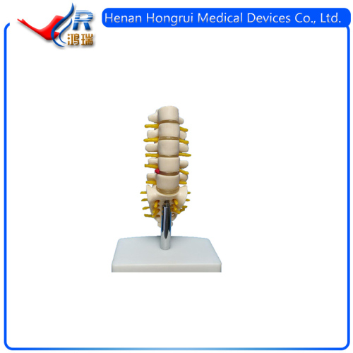 Skeleton Human Model Lumbar Vertebrae With Tail Bone Model, High ...