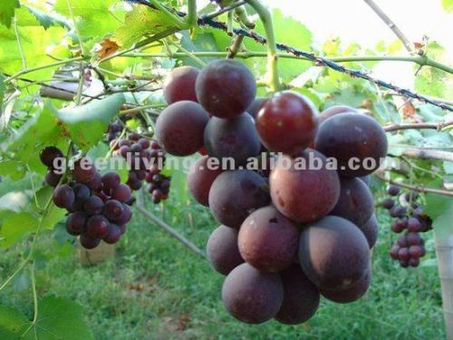 Chinese Fresh Grapes/fresh Red Global Grapes/fresh Fruit, High Quality ...