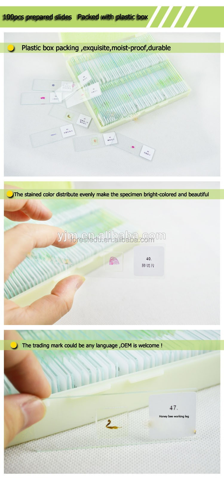 Normal Anatomy 100 Piece Histology Slide Set By Skilled Technicians ...