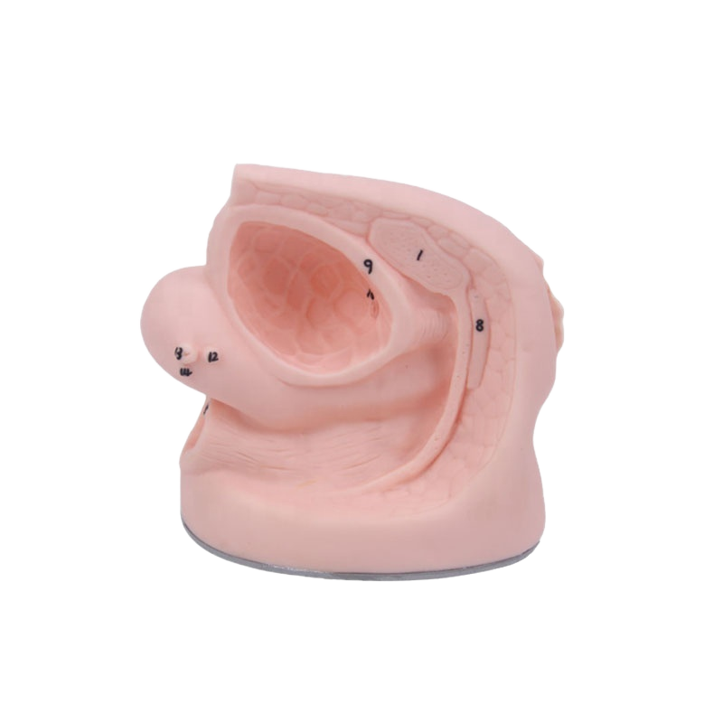 Darhmmy Pvc Female Medical Model For Genitalia Training With ...
