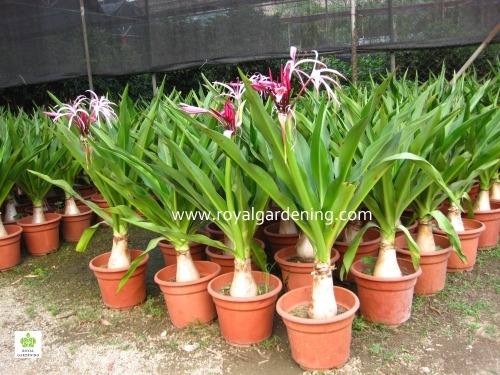 Crinum Asiaticum( Spider Lily,giant Crinum Lily, ) Ornamental Plants ...