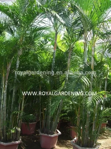 Areca Palm (chrysalidocarpus Lutescens) Yellow Butterfly Palm, High ...