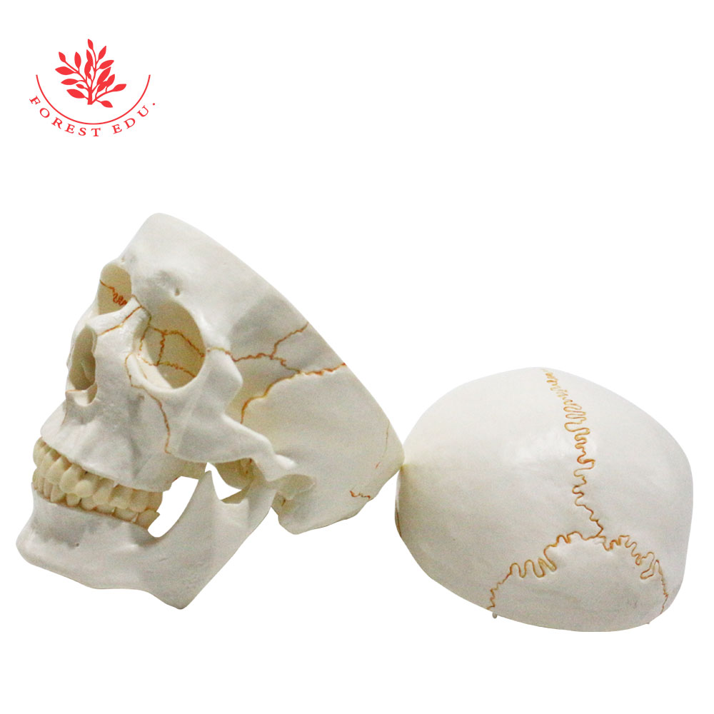 Life Size Educational Medical Anatomical Skull Model With Sutures, High ...