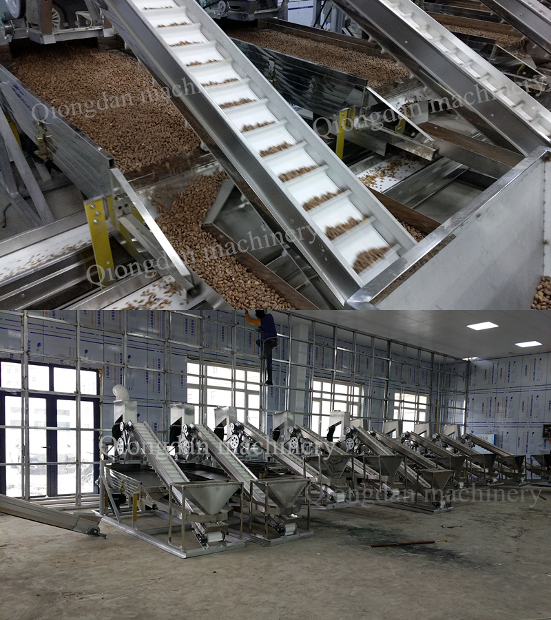 Pine Cone Processing Machine: Sheller And Peeler, High Quality Pine ...