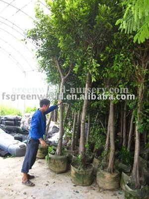 Ficus Nitida Rooted And Potted Trees, High Quality Ficus Nitida Rooted ...