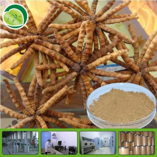 Cordyceps Powder Cordyceps Sinensis Hyphae Powder, High Quality ...