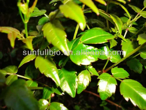 Vine Tea Extract/vine Tea P.e, High Quality Vine Tea Extract/vine Tea P ...