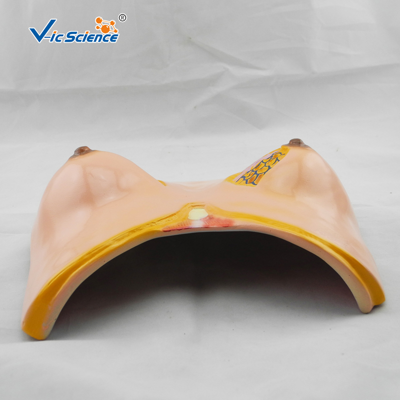 Medical Education Advance Plastic Anatomy Breast Model, High Quality ...