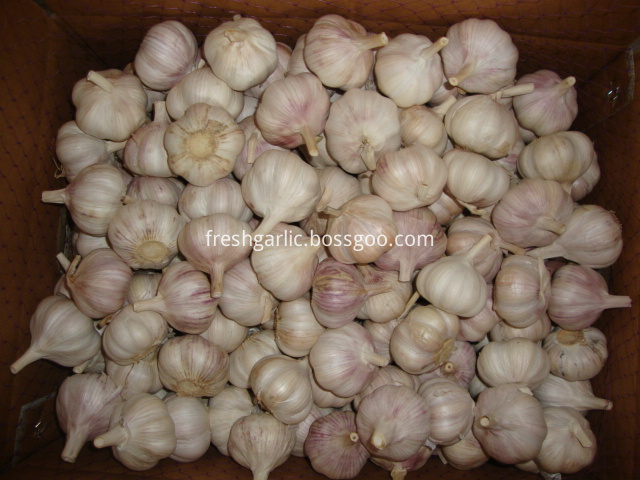 Normal Hybrid White Garlic, High Quality Normal Hybrid White Garlic on ...