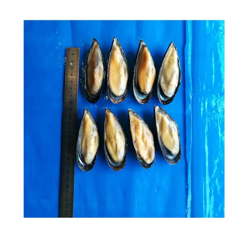 Fresh Frozen Mussel Meat Shellfish Detail Half Shell Mussel Frozen ...