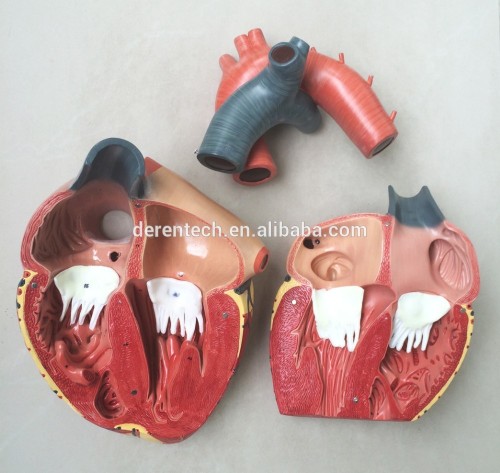 Human Heart Model, Enlarged Heart Model ,giant Heart Model, High ...