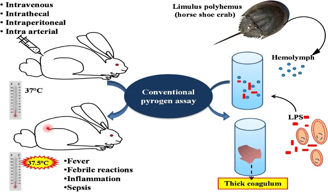 Endotoxin and Nuclease are Obstructing your Research!