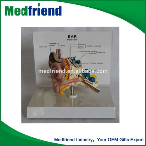 Ear Anatomical Model For Education, High Quality Ear Anatomical Model ...