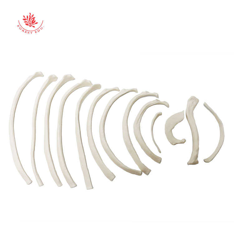 Disarticulated Adult Human Skeleton Bones Anatomical Model Teaching ...