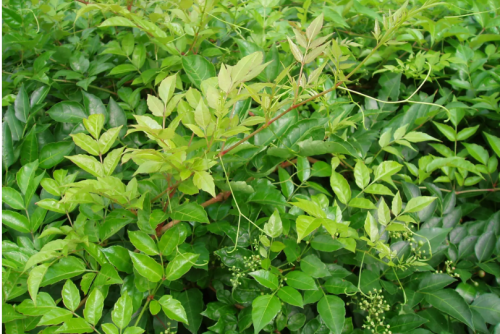 Supply Natural Vine Tea Extract 98% Dihydromyricetin Powder, High ...