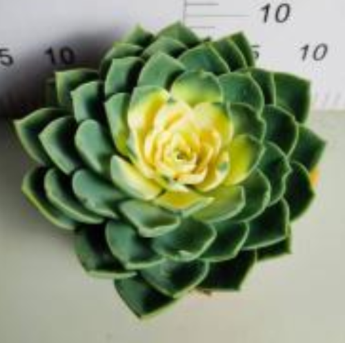 Echeveria Julius Living Plants Factory, High Quality Echeveria Julius ...