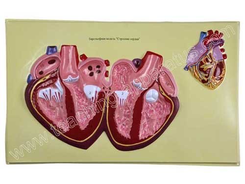 Bas-relief Model\"heart Structure\", High Quality Bas-relief Model ...