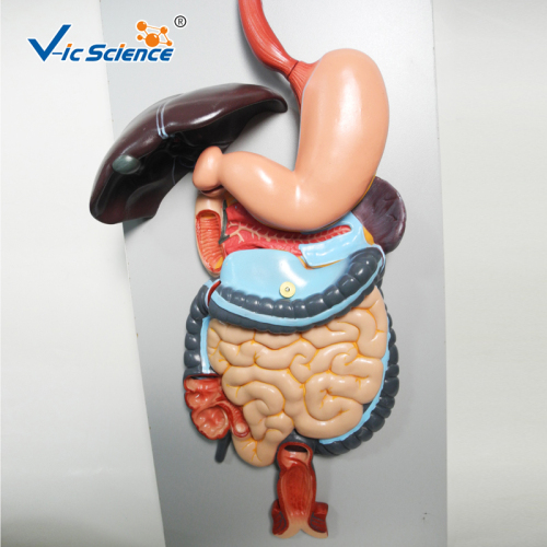 Human Digestive System Model, High Quality Human Digestive System Model ...
