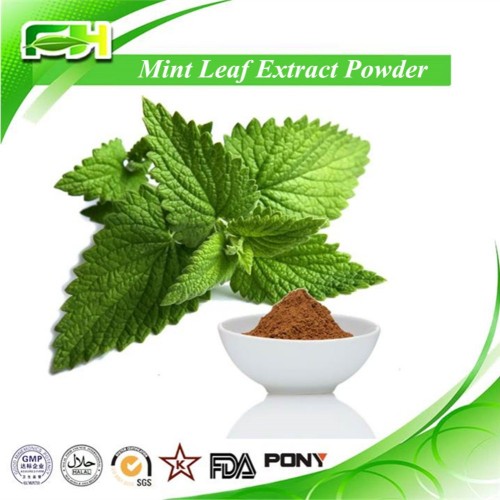 Wholesale Mentha Piperita Extract With Menthol, High Quality Wholesale ...