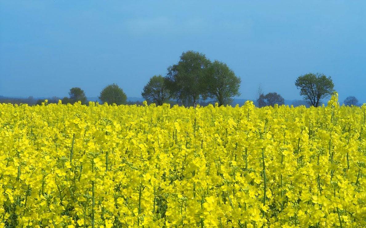 120 Model Oil Press Machine For Canola Oil, High Quality 120 Model Oil ...