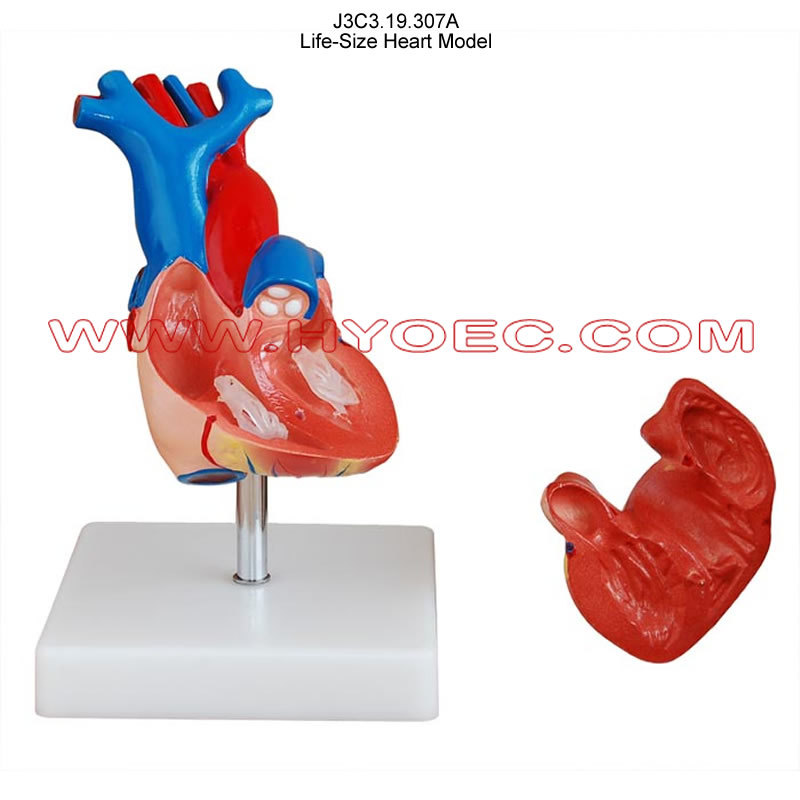 Exploring Life-size Human Heart Anatomy Models For Educational Use In ...