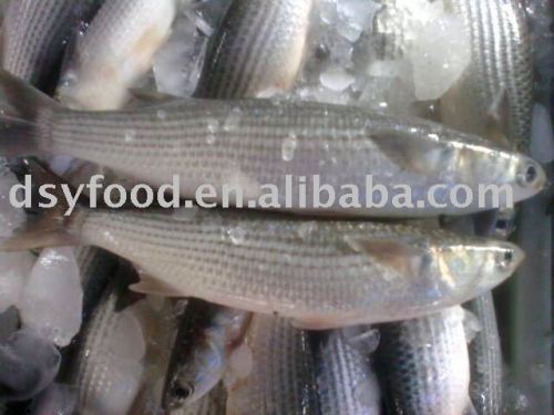 Wholesale Frozen Seafood Grey Mullet Fish Fillet, High Quality ...
