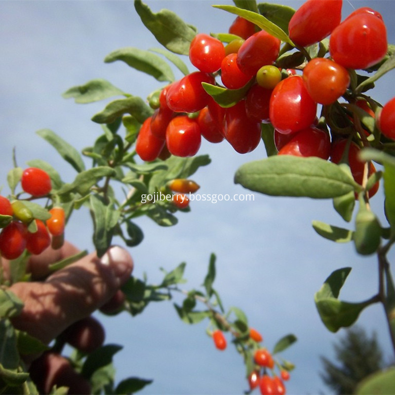 Seca No.1 Nutritivo Bayas De Goji, High Quality Seca No.1 Nutritivo ...