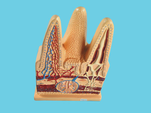 Structure Model Of The Intestinal Wall, High Quality Structure Model Of ...