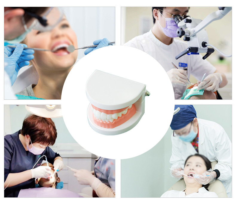 28 Pcs Preschool Education Teeth Model - Pvc Material Dental Kit, High ...