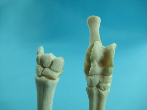 Sheep's Front & Hind Legs Model, High Quality Sheep's Front & Hind Legs ...