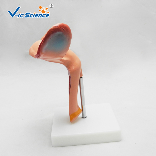 หุ่นจำลองมดลูกหญิงของมนุษย์ คุณภาพสูง หุ่นจำลองมดลูกหญิงของมนุษย์ บน ...