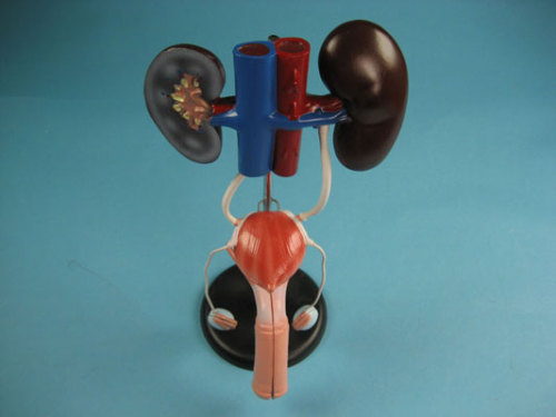 Model Of The Male Urogenital System, High Quality Model Of The Male ...