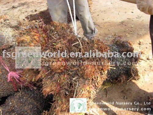 Bare Root Cycas Revoluta Multi-heads Without Leaves, High Quality Bare ...