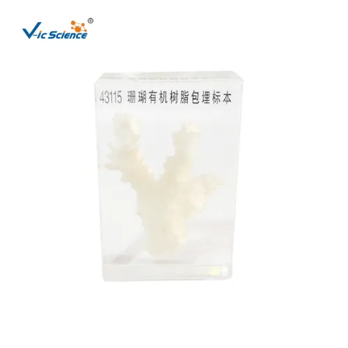 Coral Resin Embedded Specimen, High Quality Coral Resin Embedded ...
