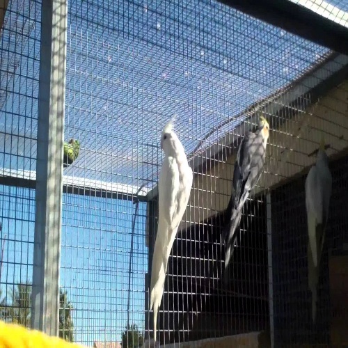 Galvanized Welded Bird Cage Wire Mesh, High Quality Galvanized Welded ...