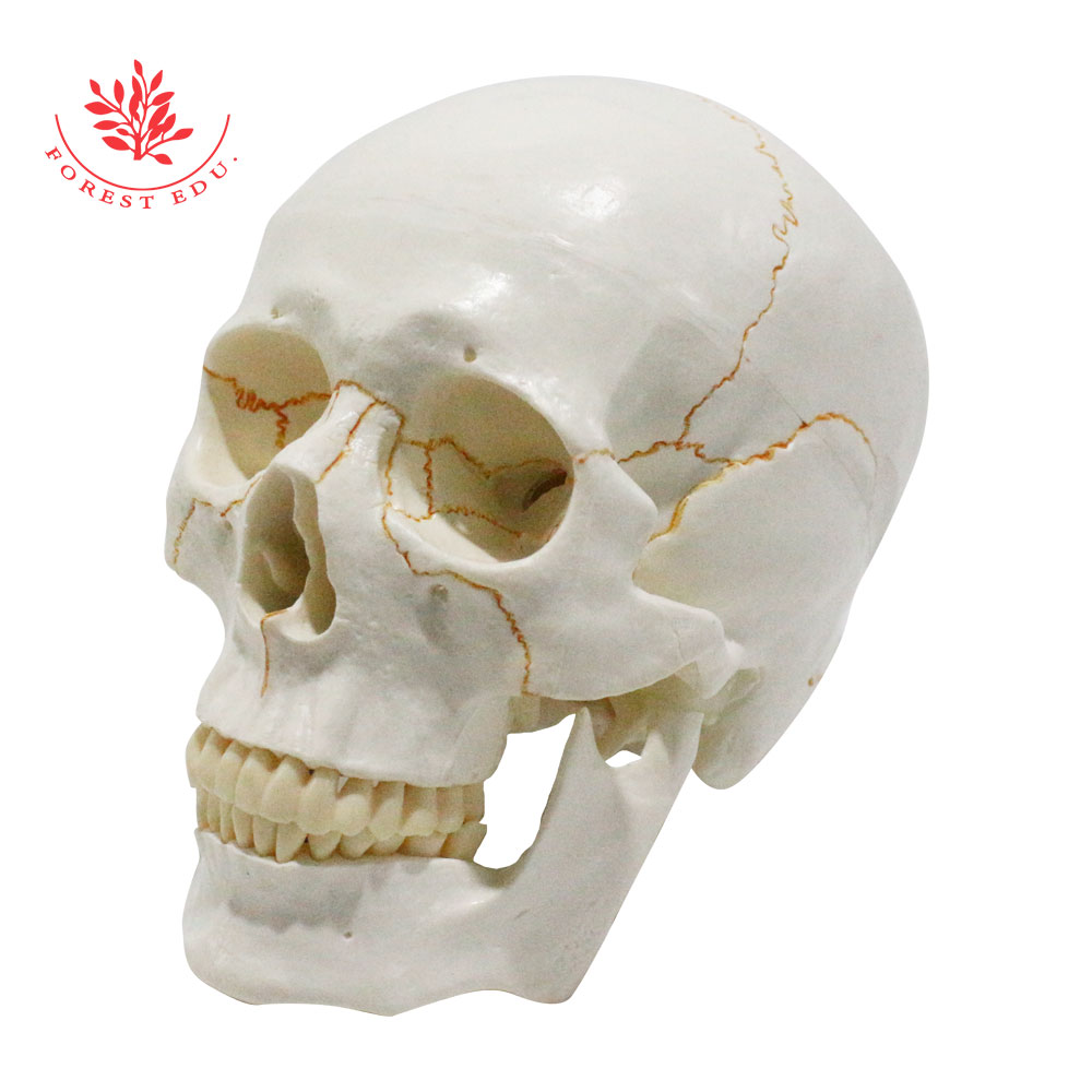 Life Size Educational Medical Anatomical Skull Model With Sutures, High ...