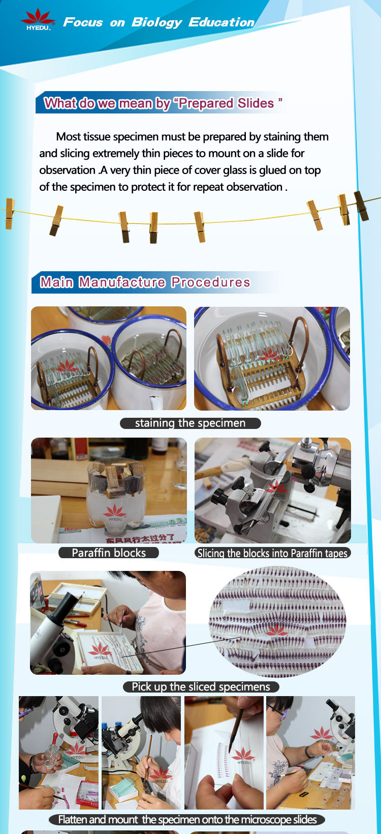 Direct Factory Hematology Blood Smear Microscope Slides, High Quality ...